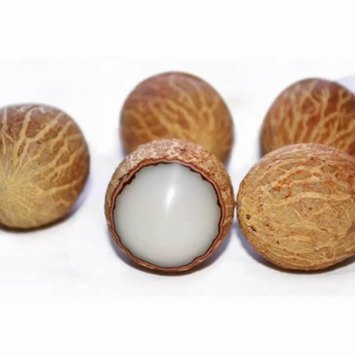 What is Bodhi Root/Seed: Origins, Crafting, and Significance – Buddha3bodhi